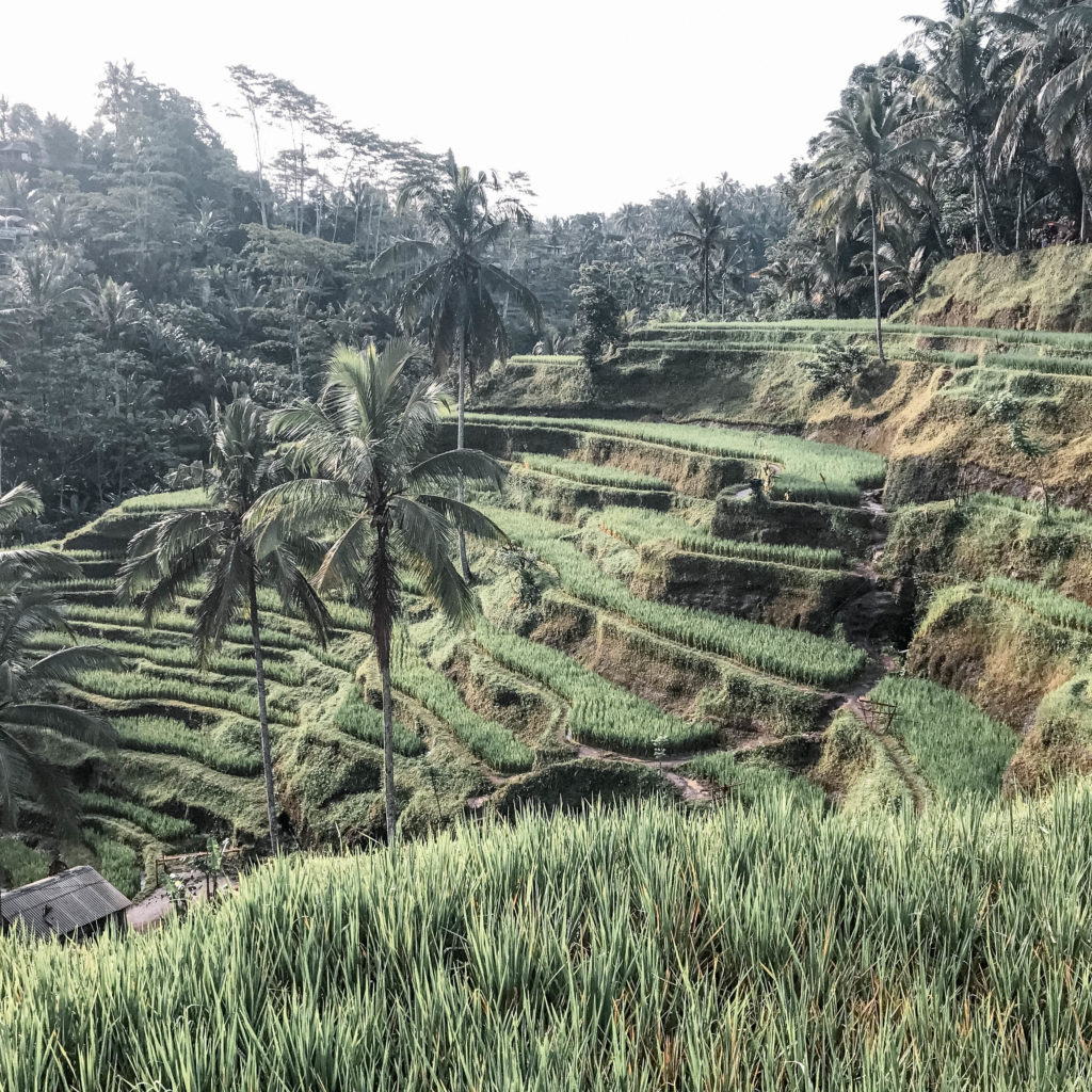 7 MUST VISIT SPOTS IN UBUD BALI - JulesJetsets